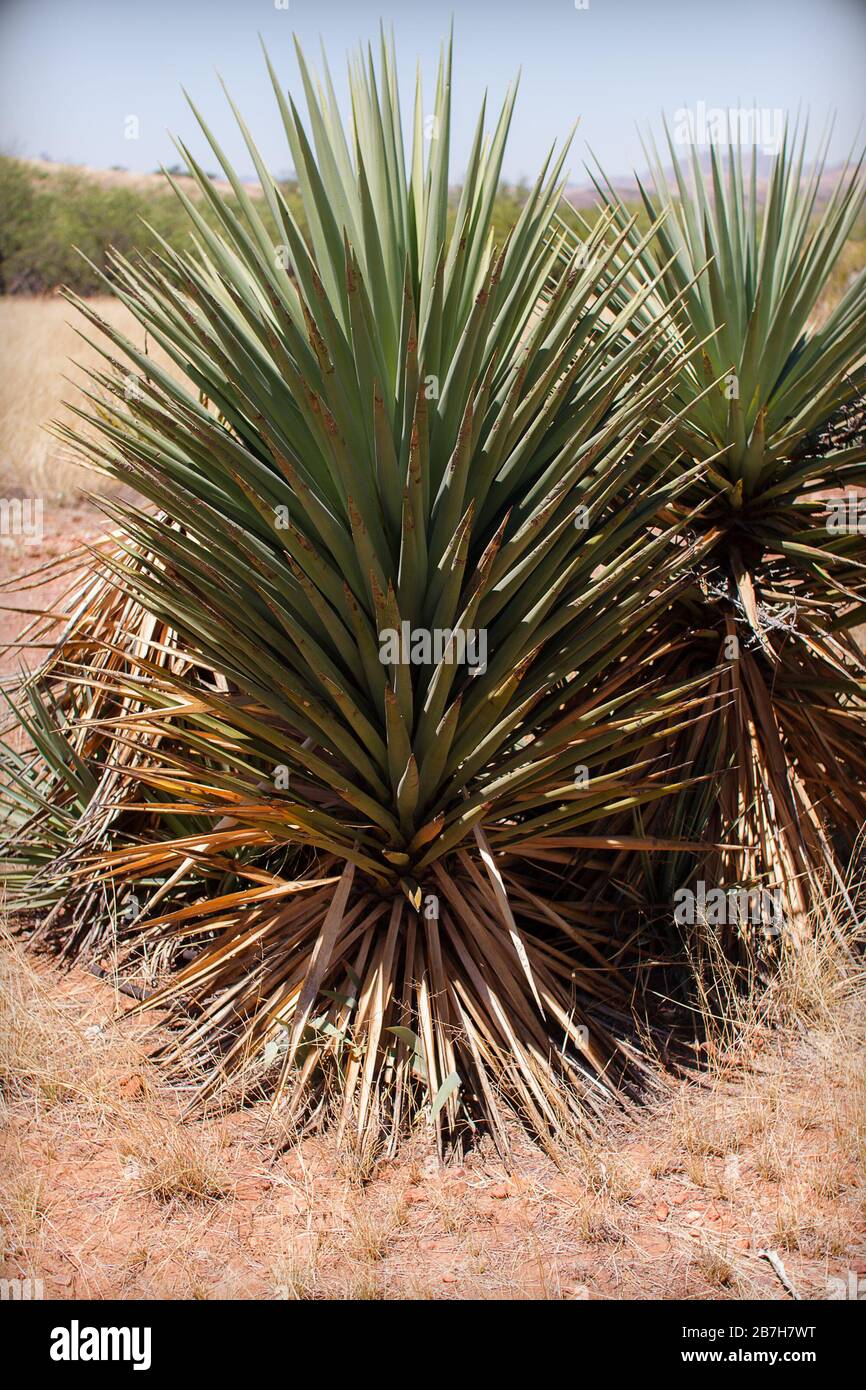Dasylirion Wheeleri Plant in a field Stock Photo - Alamy