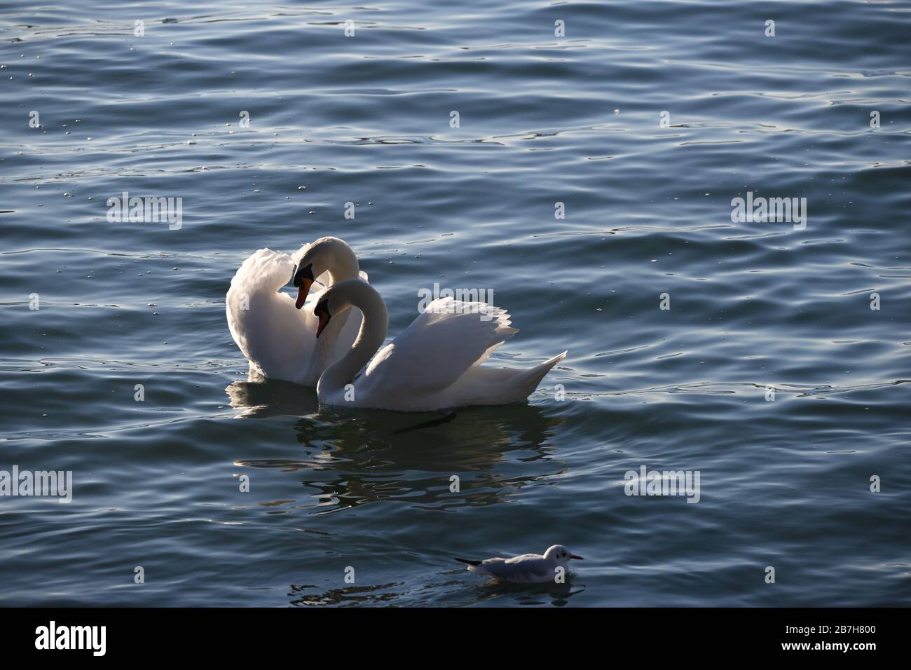 Erwachsene schwane hi-res stock photography and images - Alamy