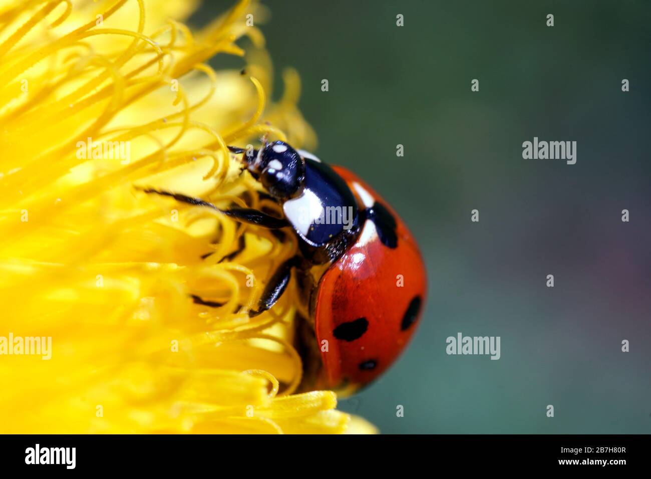 Ladybird close up hi-res stock photography and images - Alamy
