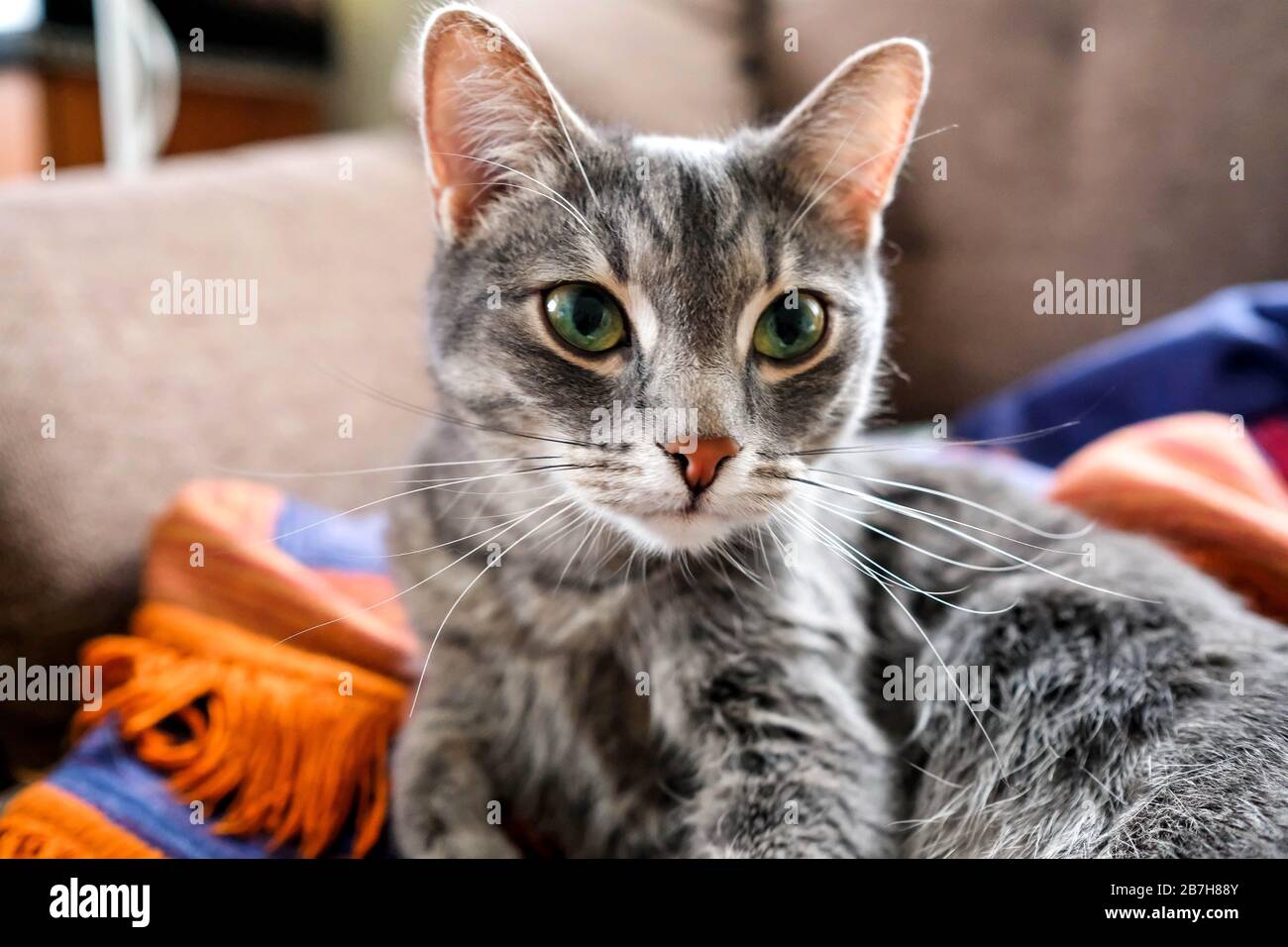 Mongrel cat hi-res stock photography and images - Alamy