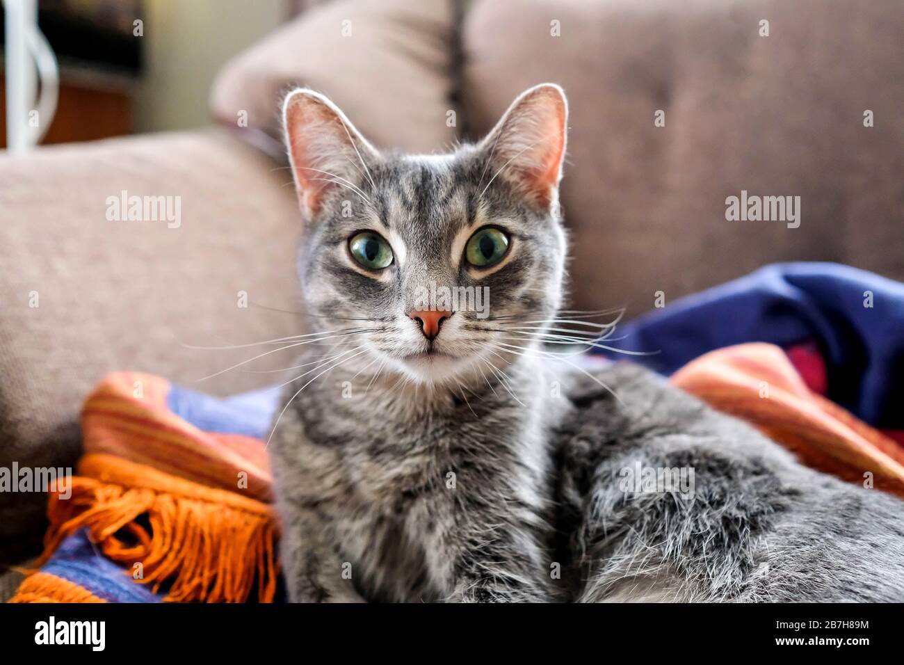 Mongrel cat hi-res stock photography and images - Alamy