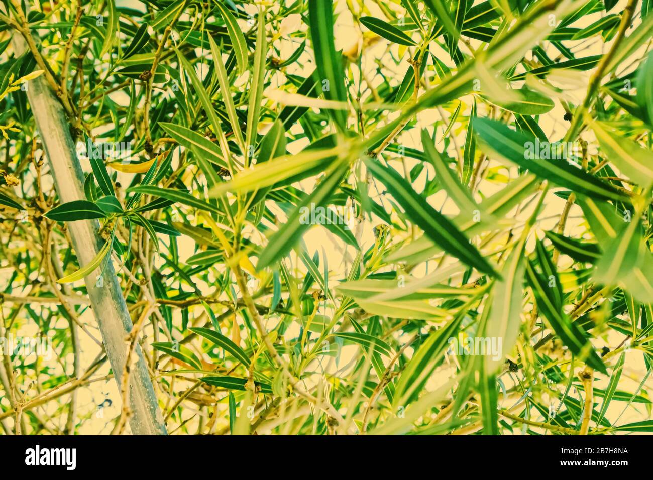 Botanical background, olive tree branches and leaves in summer ...