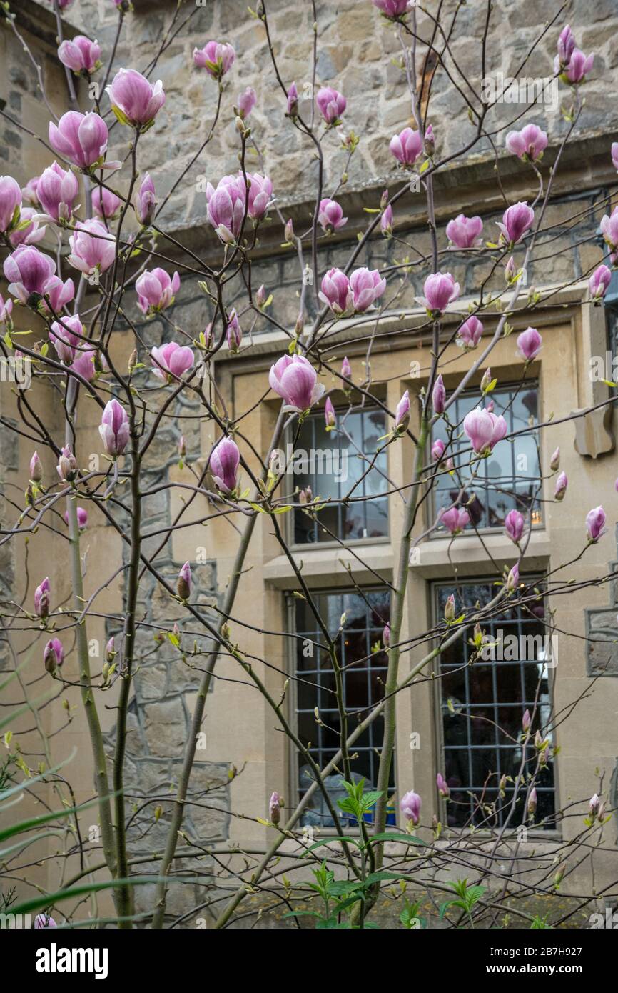 park, relax, tree Stock Photo - Alamy
