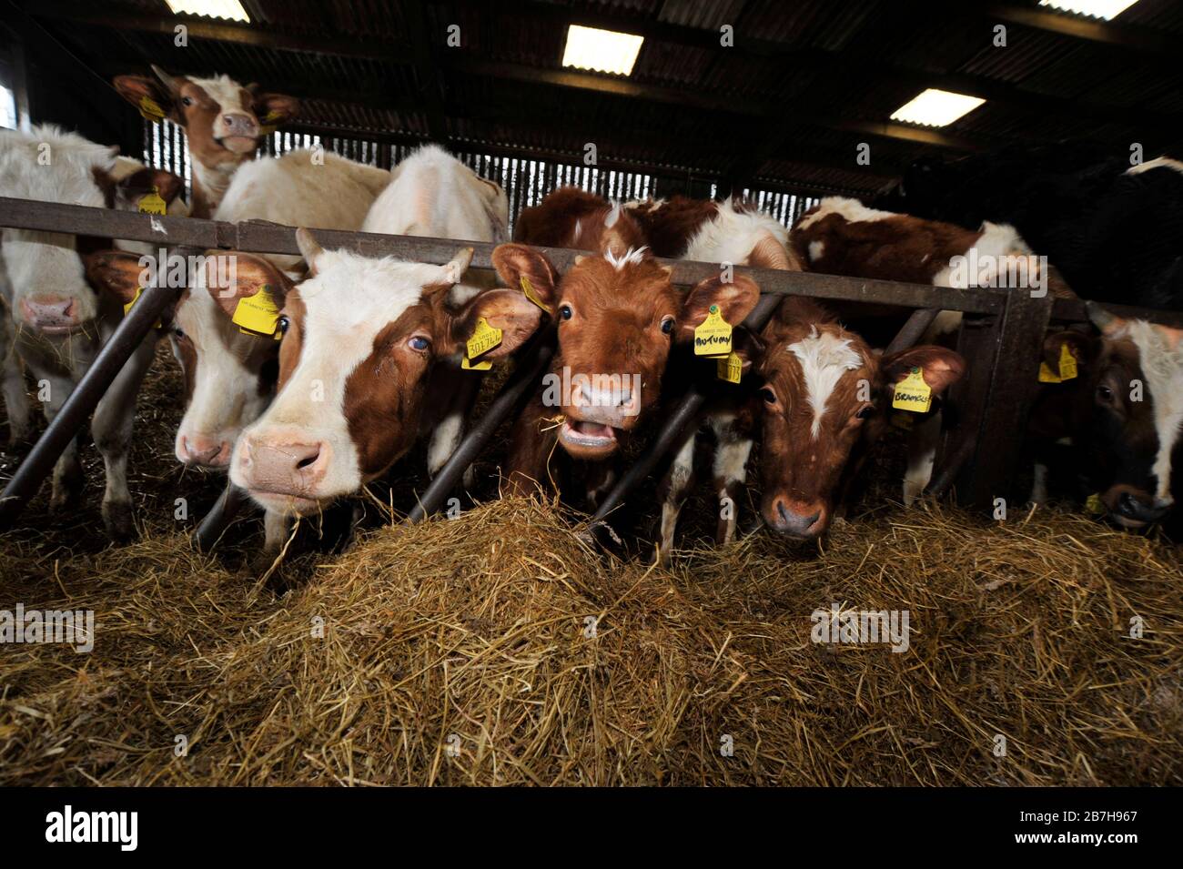 Organic calves, Mossgiel farm, Mauchline Stock Photo - Alamy