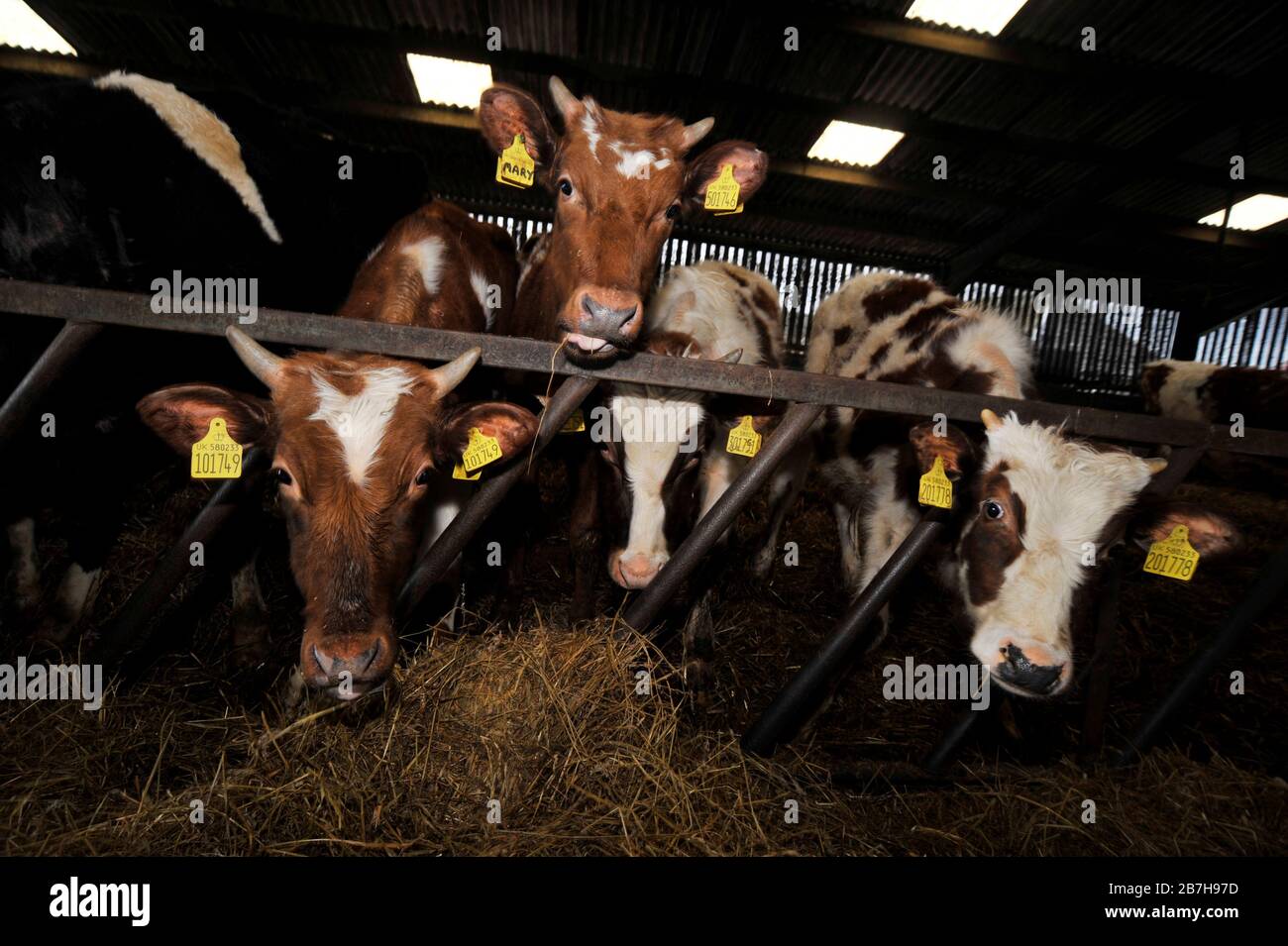 Organic calves, Mossgiel farm, Mauchline Stock Photo - Alamy
