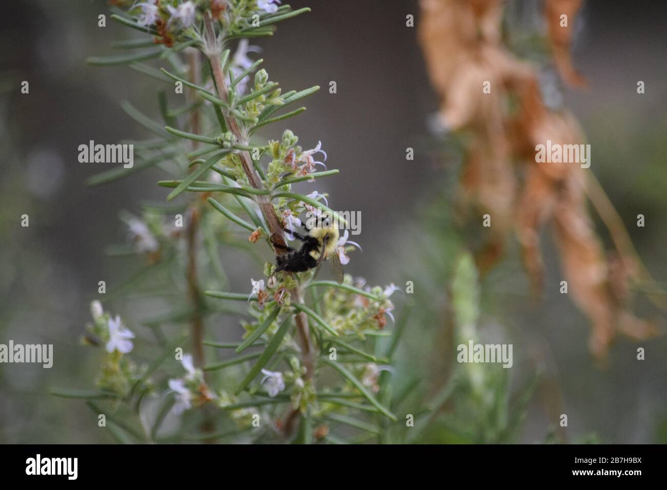Flying bee bumblebee flower nectar hi-res stock photography and images ...