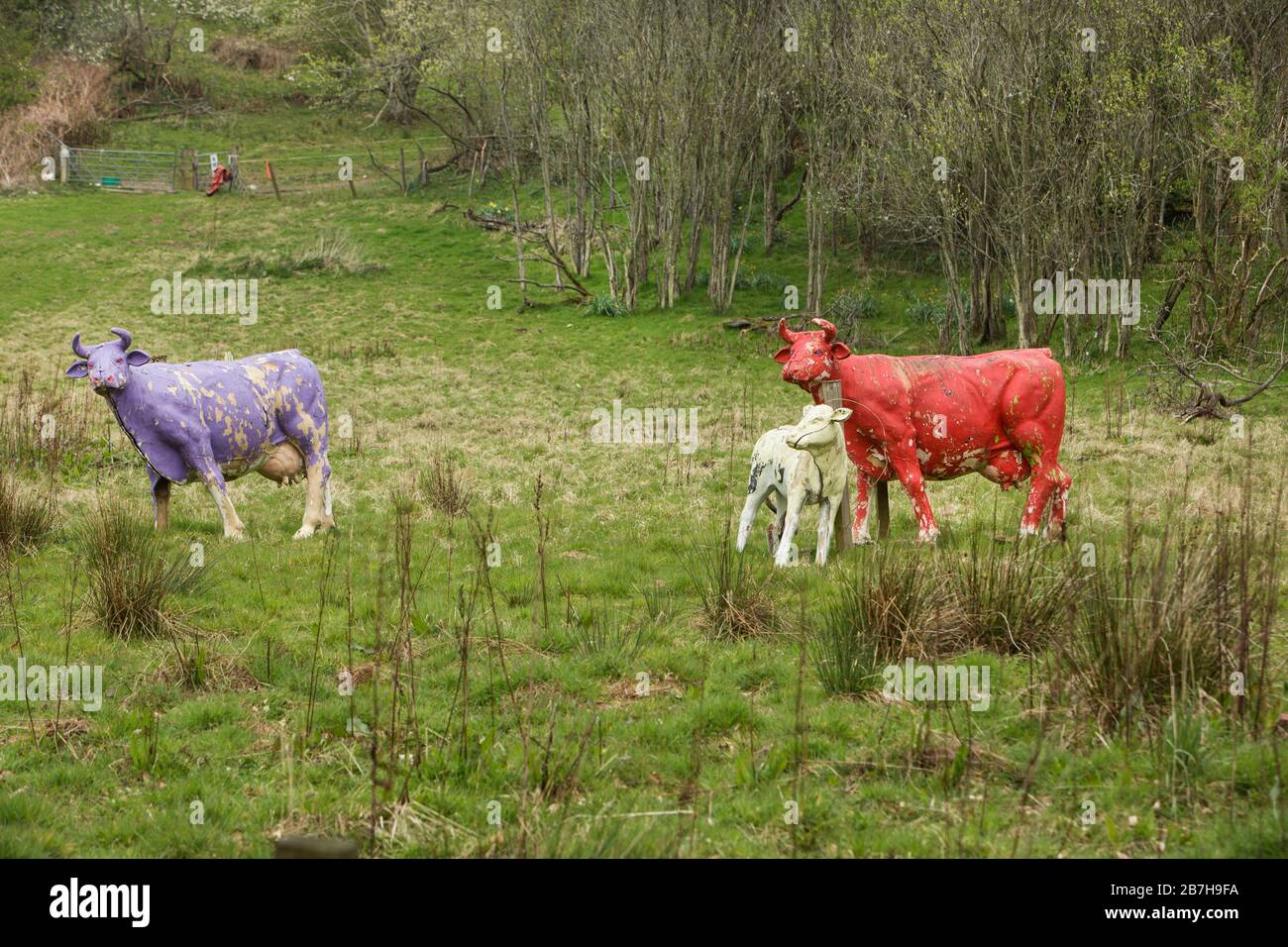 Lifesize red and purple painted statues of cows and calves in a ...