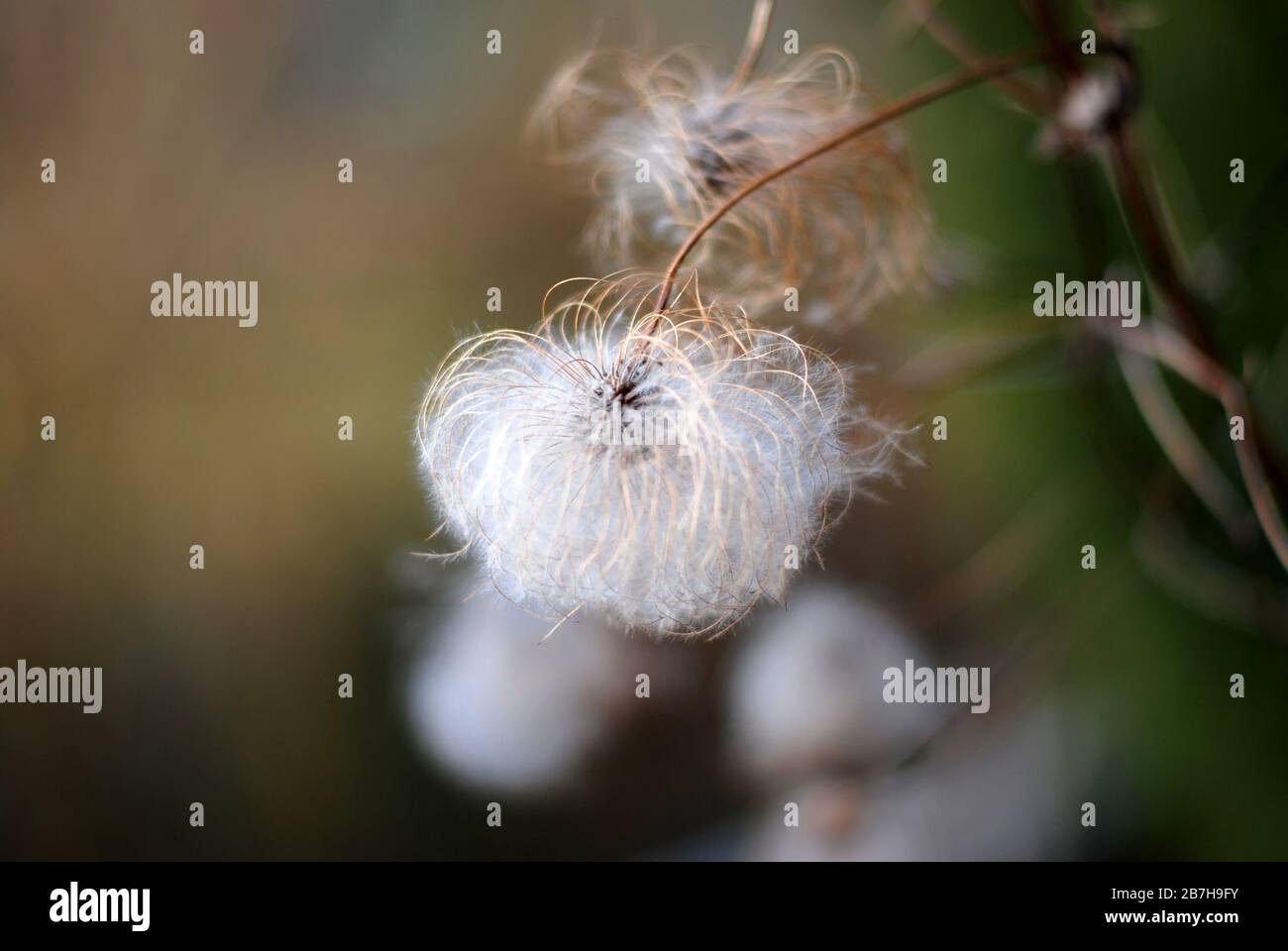 Pappus structure hi-res stock photography and images - Alamy