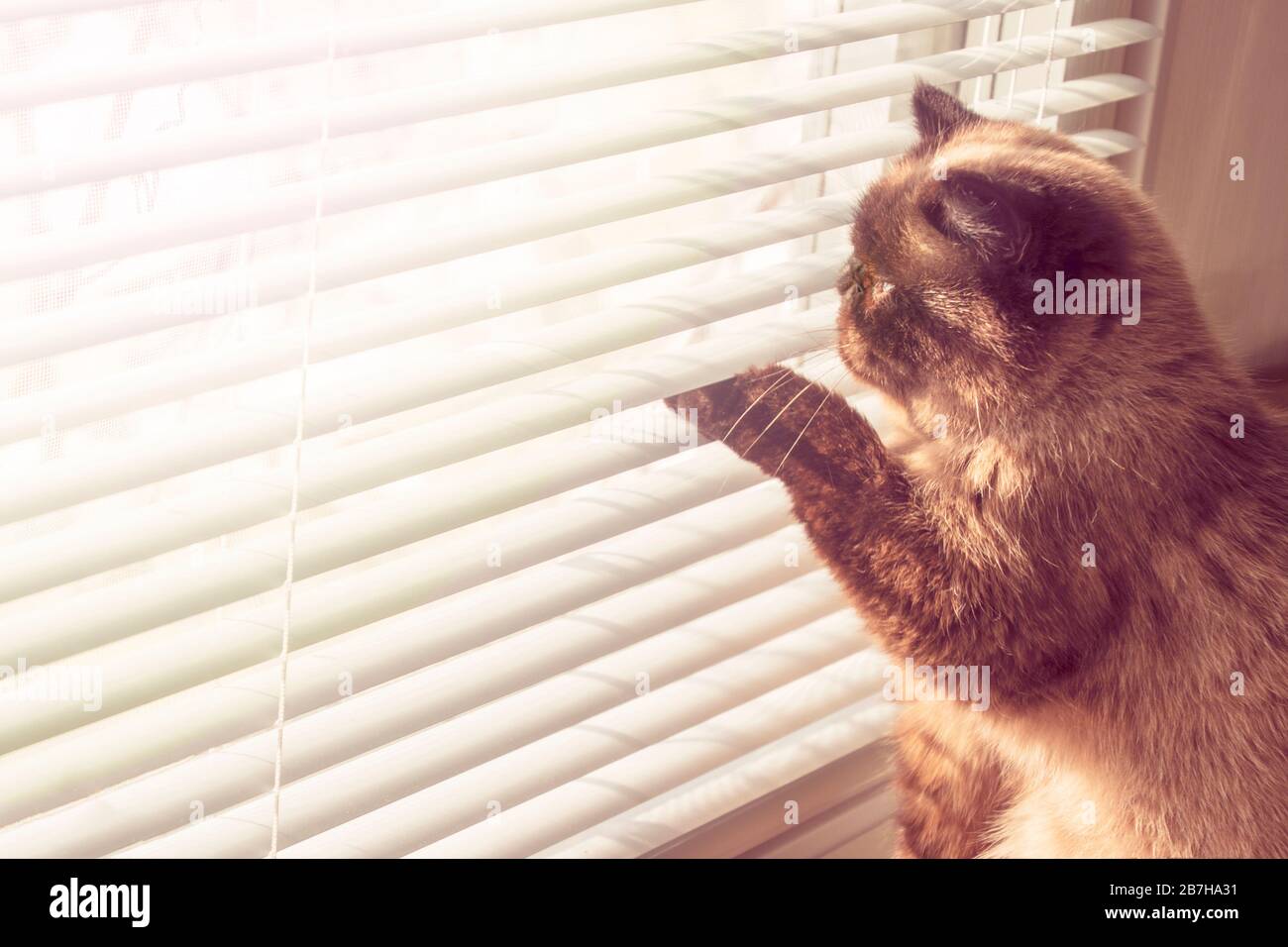 Cat looking outside through window blinds. Cat in the sun rays Stock ...