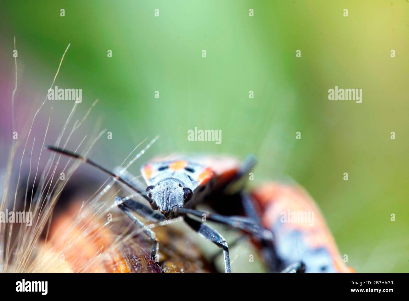 European firebug (Pyrrhocoris apterus) extreme closeup photography ...