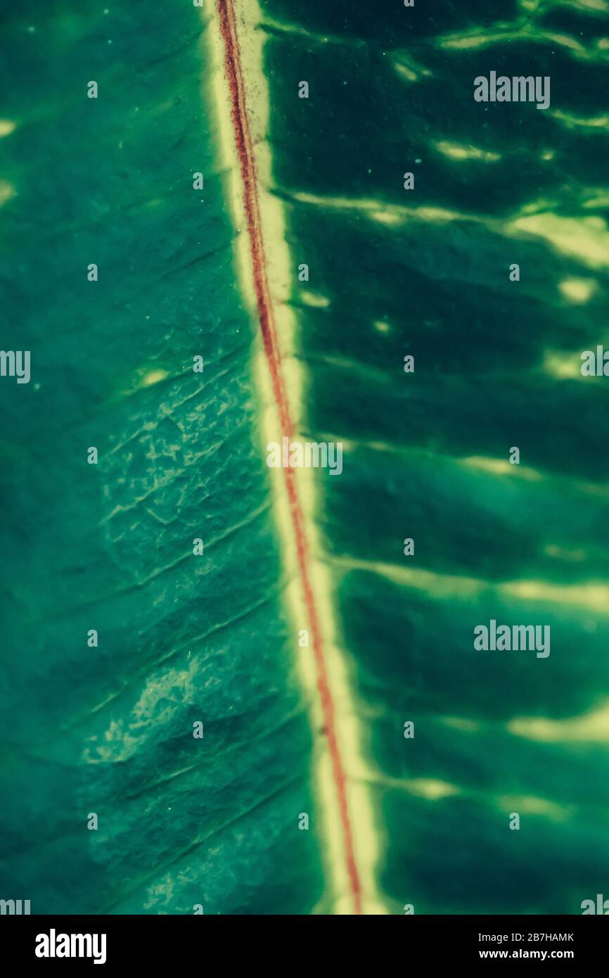 Green leaf texture as tropical botanical garden background, nature and ...