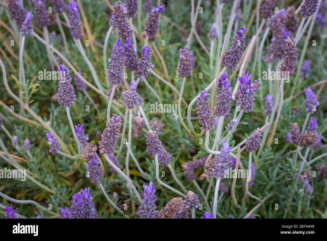 Lavender spikes in a garden in Majorca (Mallorca), Spain Stock Photo ...