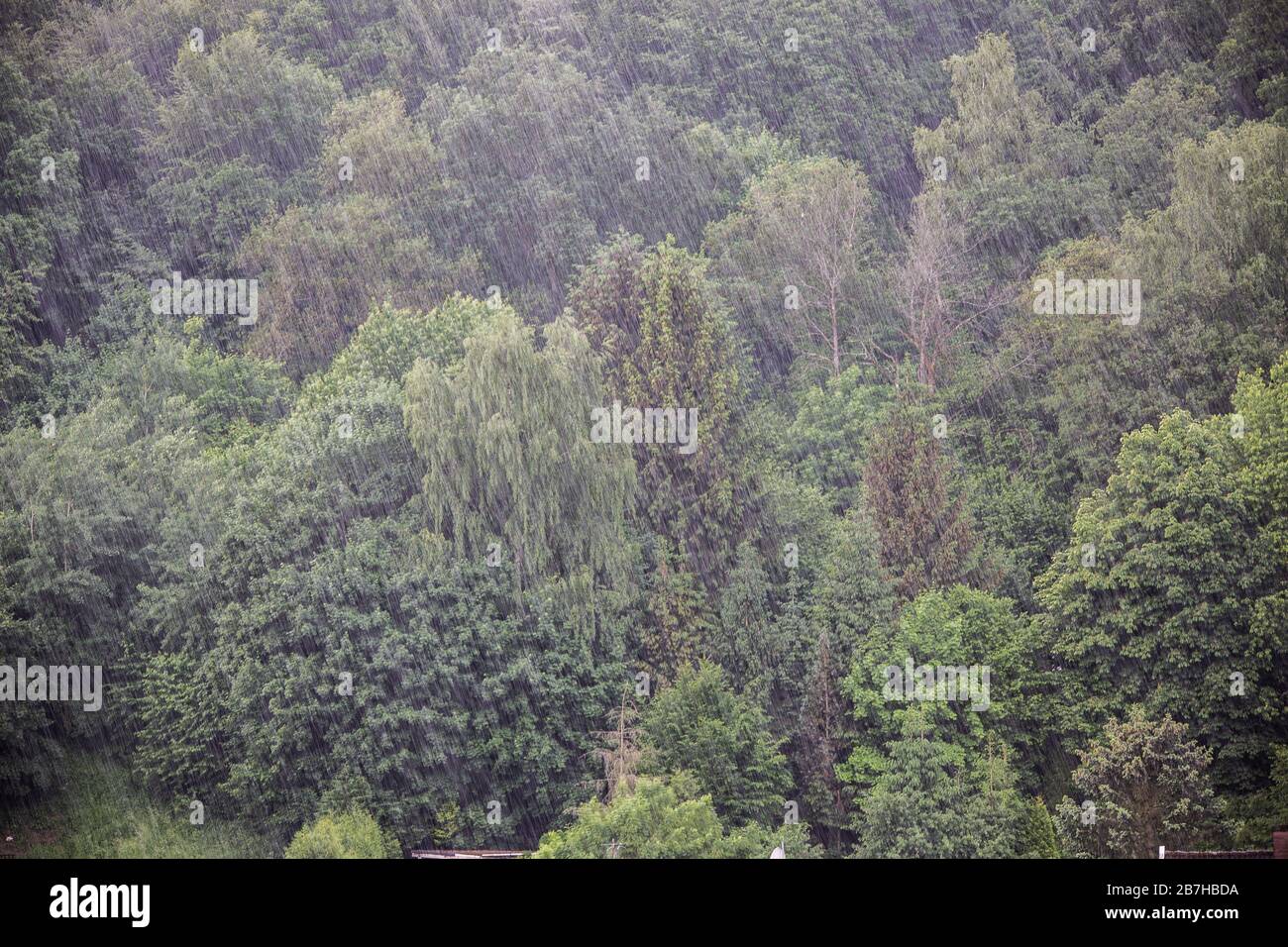 Summer green with fat trees hi-res stock photography and images - Alamy