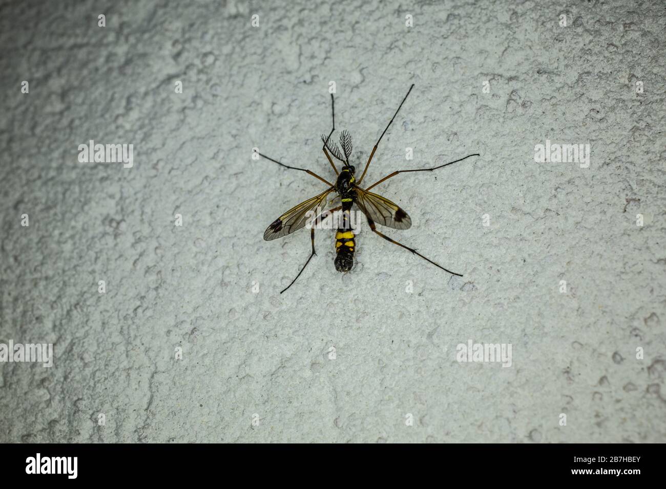 Snake with legs drawing hi-res stock photography and images - Alamy