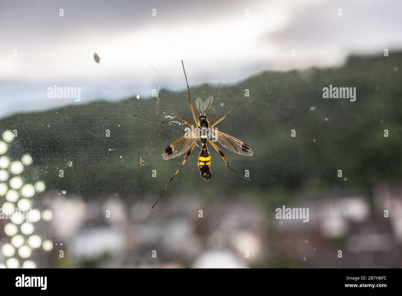 female black comb snake with fan feelers Stock Photo - Alamy