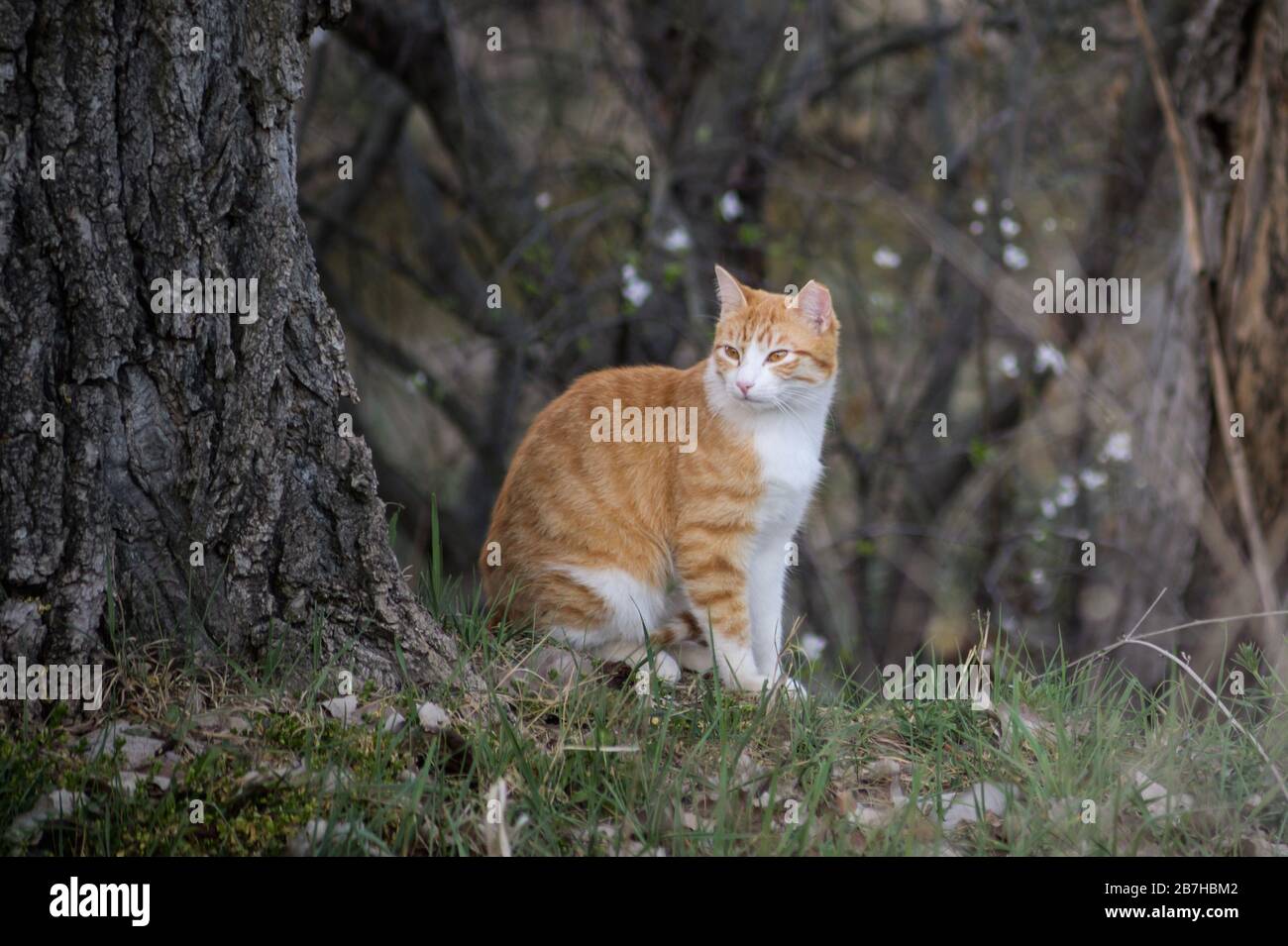 Yellow tabby cat in an outdoor park surrounded by bush Stock Photo - Alamy