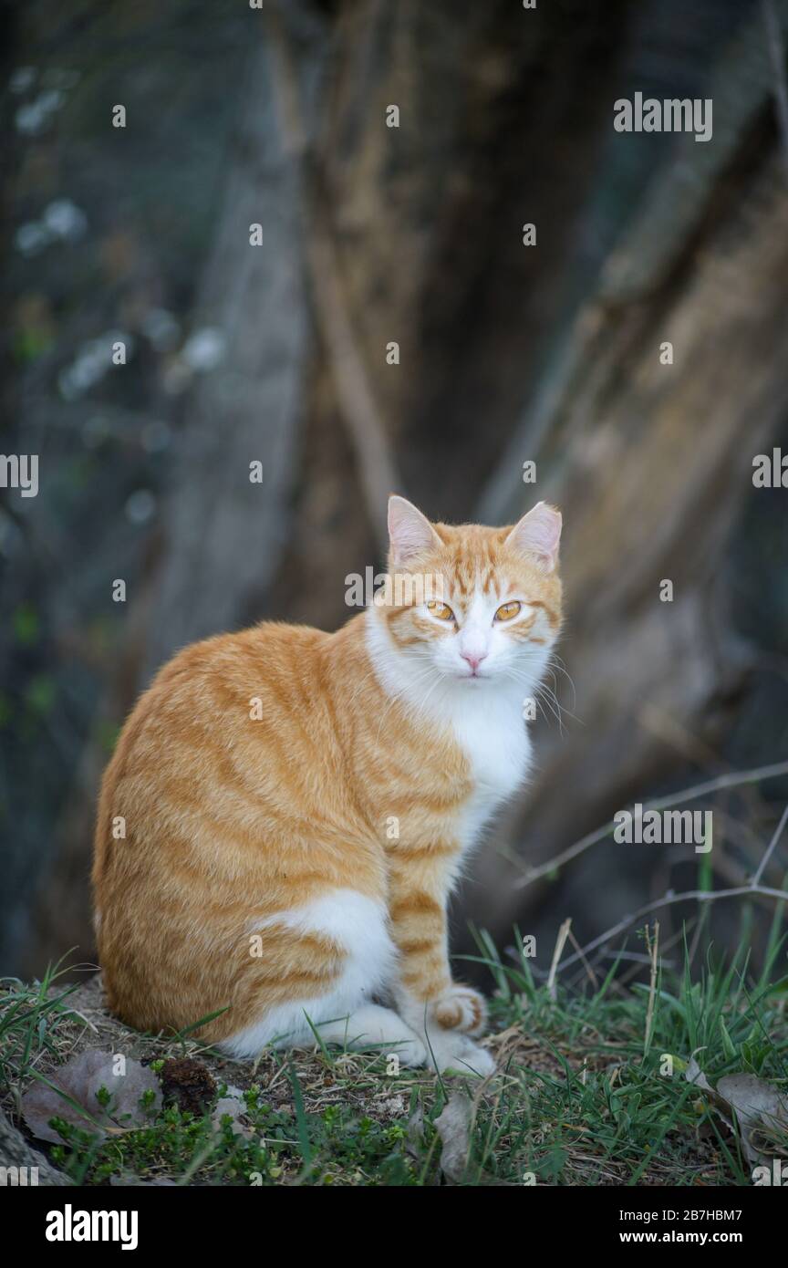 Yellow tabby cat in an outdoor park surrounded by bush Stock Photo - Alamy