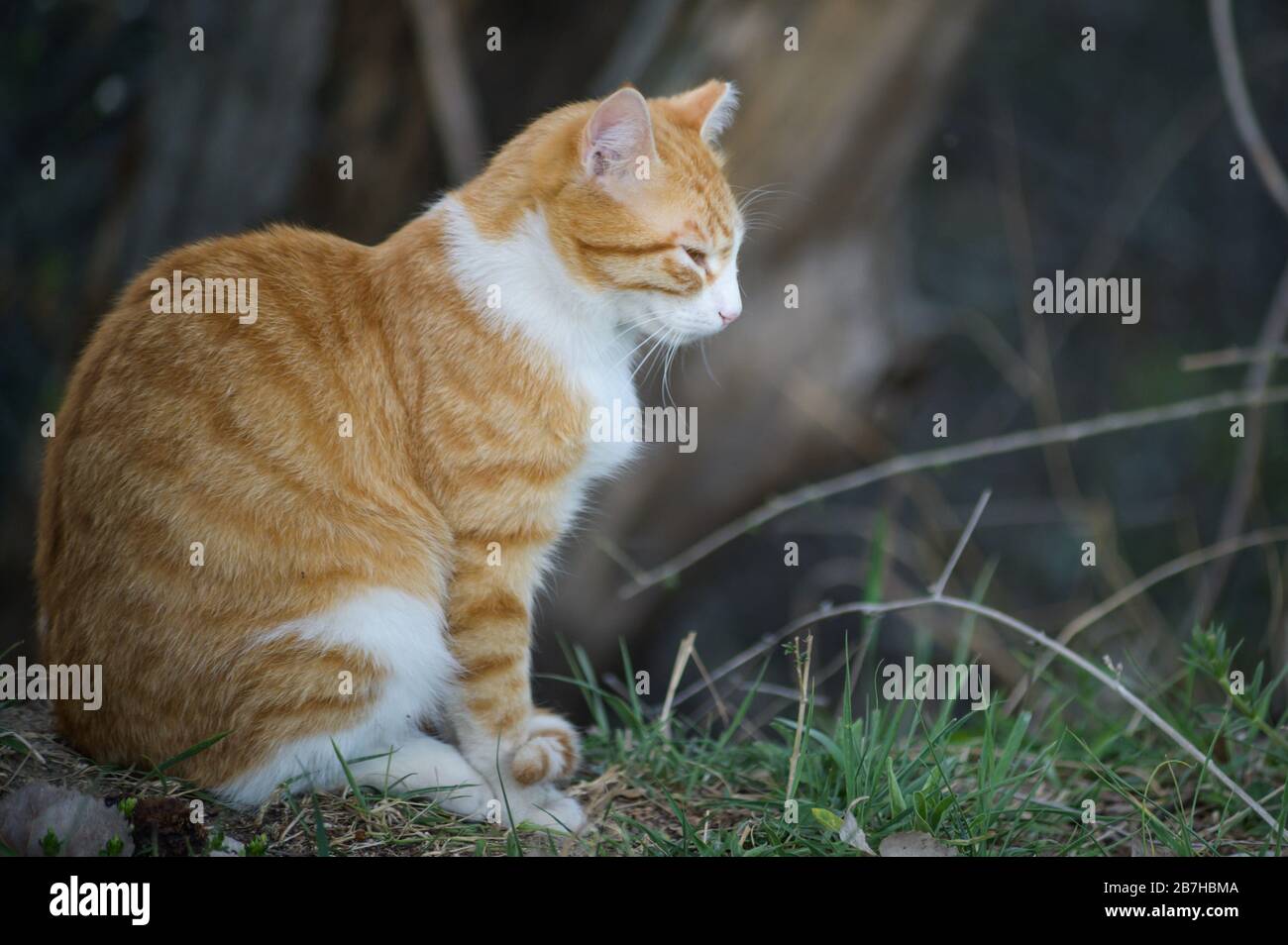 Yellow tabby cat in an outdoor park surrounded by bush Stock Photo - Alamy