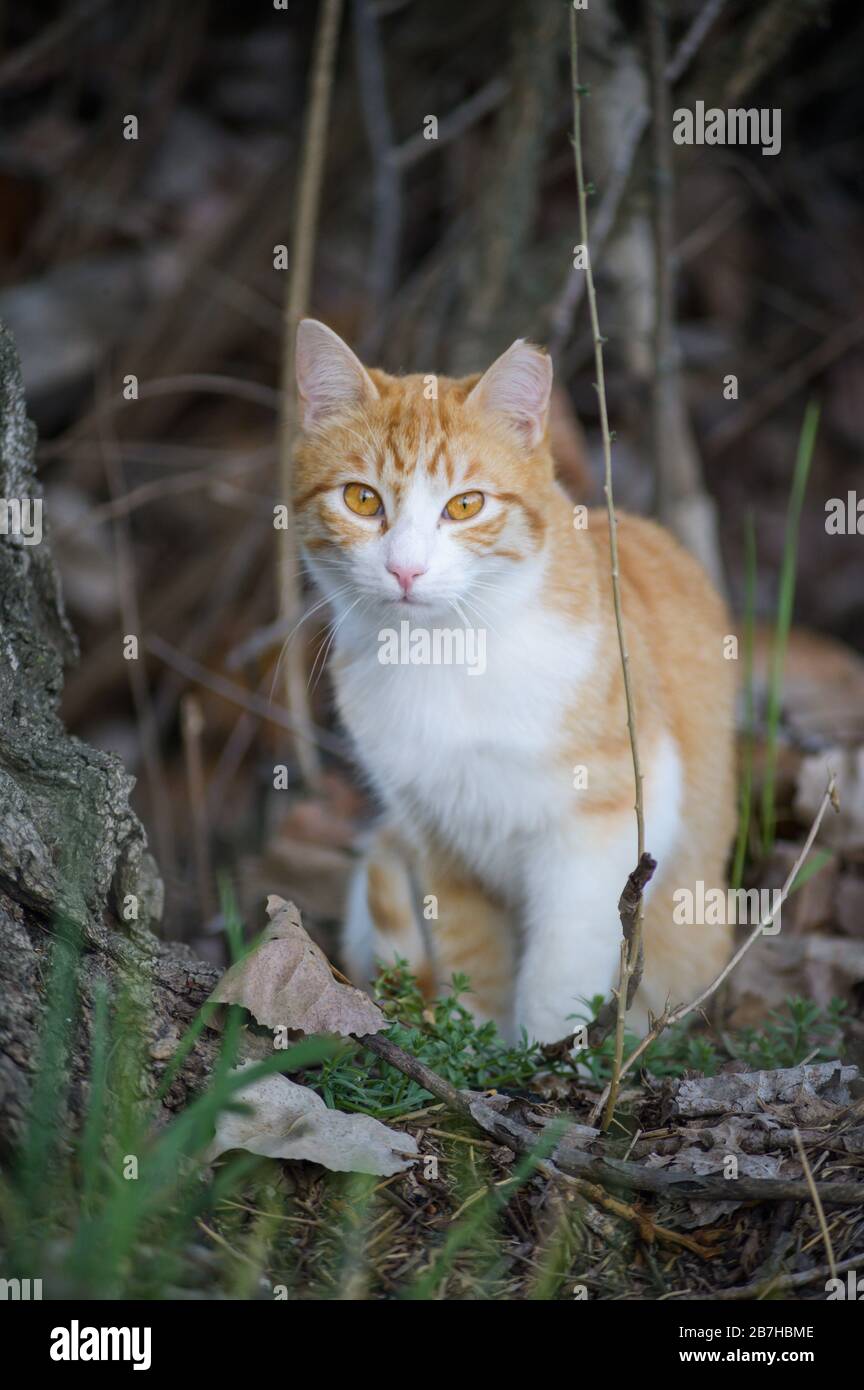 Yellow tabby cat in an outdoor park surrounded by bush Stock Photo - Alamy