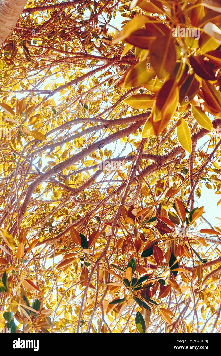 Botanical background, olive tree branches and leaves in summer ...
