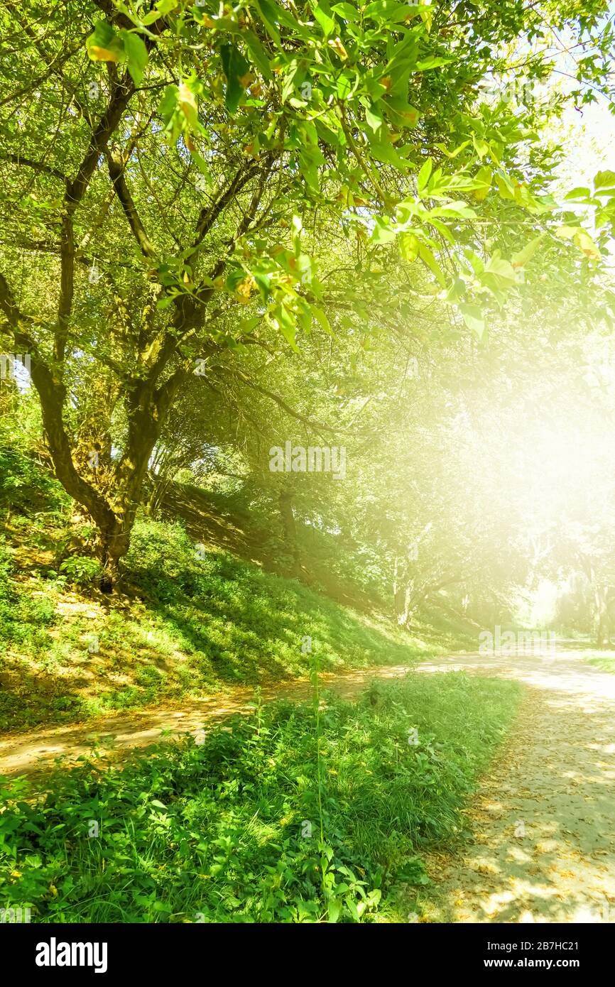 Beautiful sunny spring and summer nature, trees in park and outdoor ...