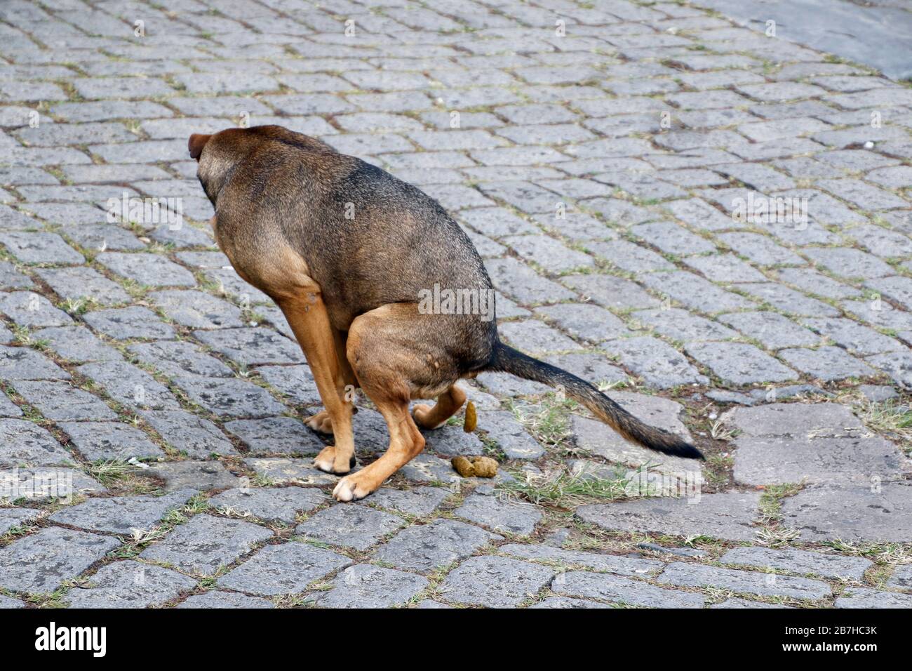 dog shit, dog pooping on the street, dog defecating in historic city ...