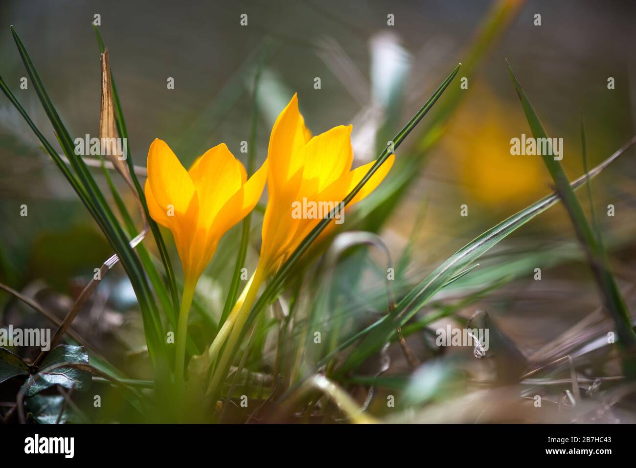 Sprouting crocus in spring garden - elective focus, copy space Stock ...