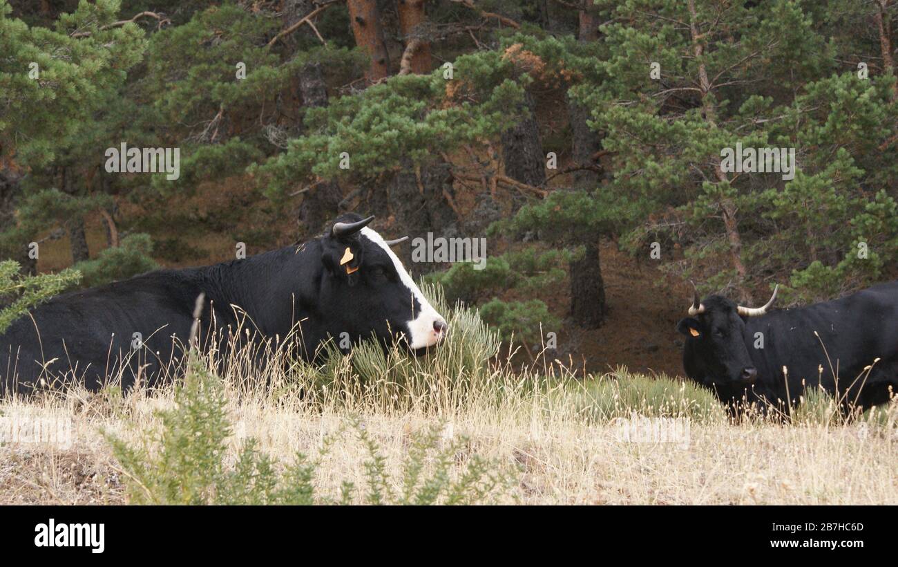 Profile cow hi-res stock photography and images - Alamy