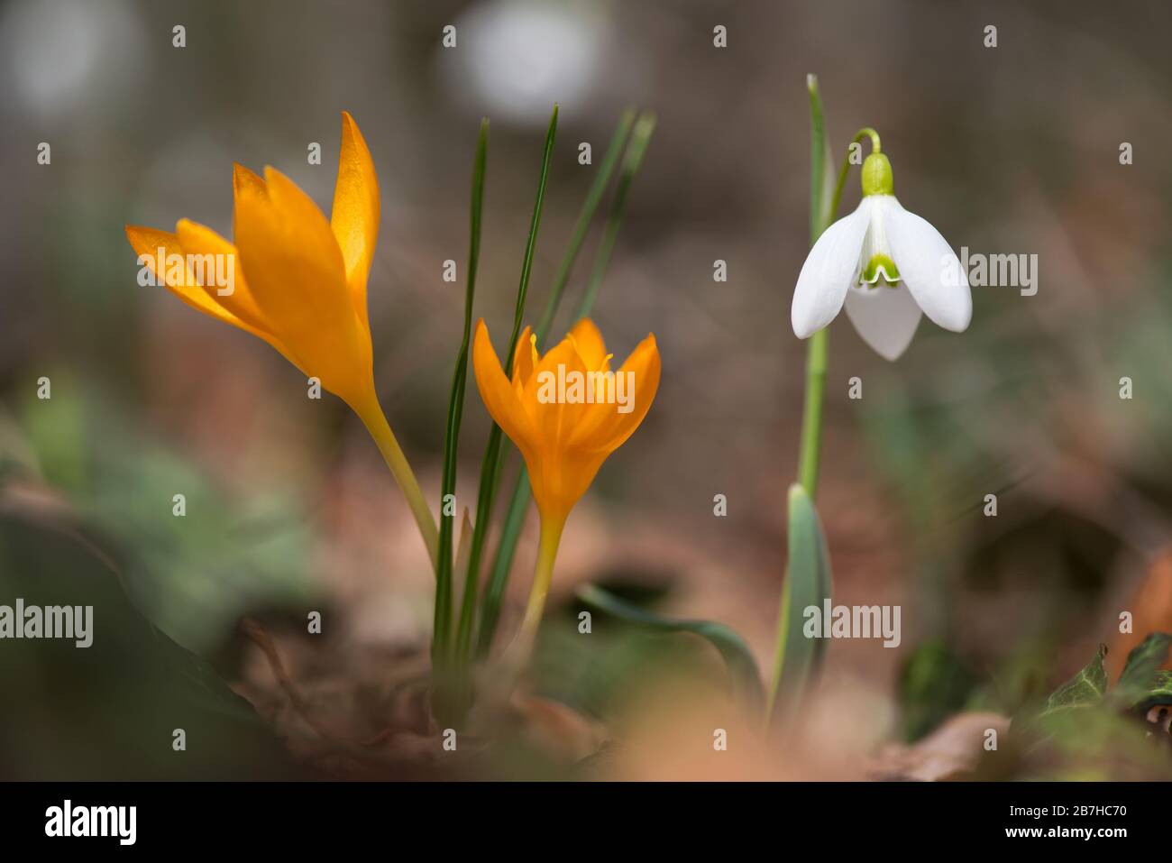 Sprouting crocus in spring garden - elective focus, copy space Stock ...