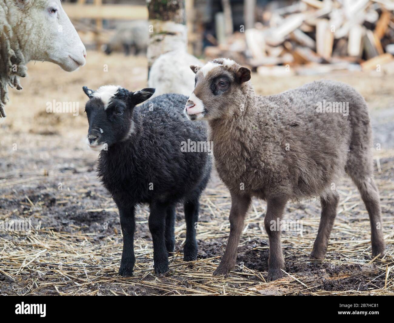 Small lambs grazing on a sheep farm Stock Photo - Alamy