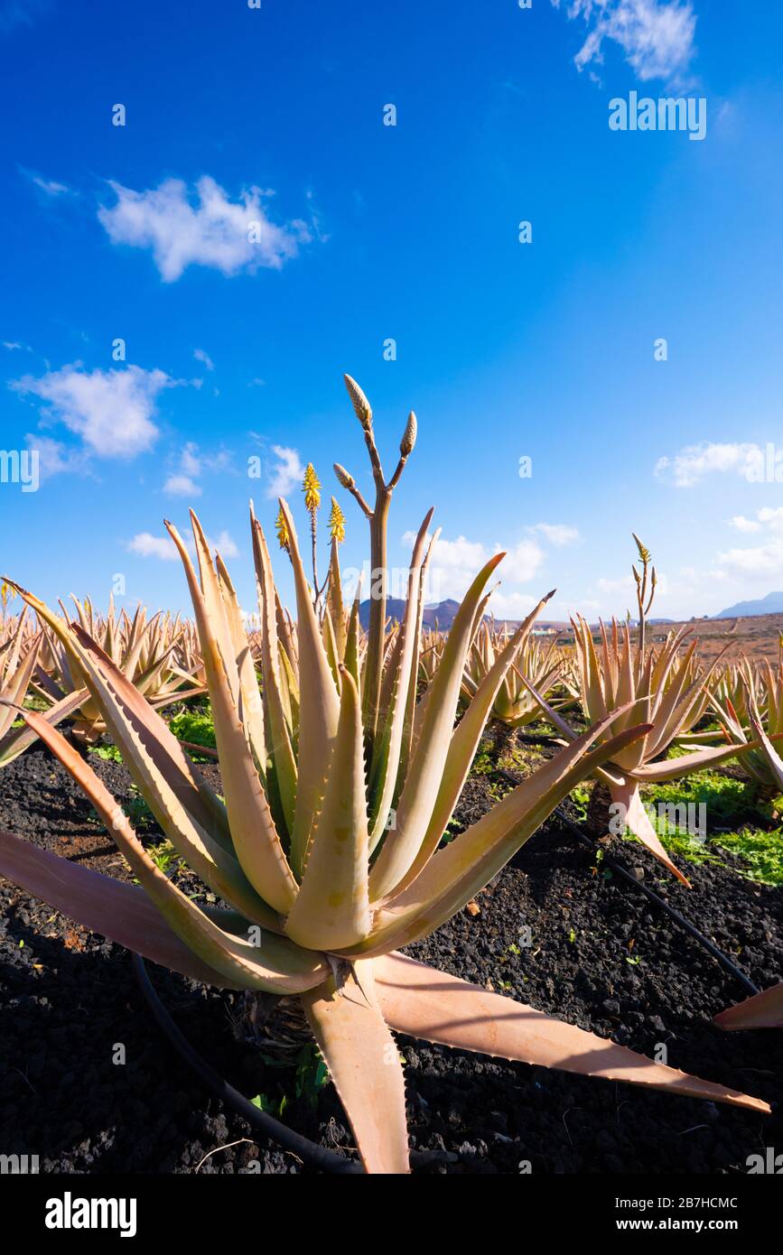 Plantation of medicinal aloe vera plant in the Canary Islands. Aloe ...