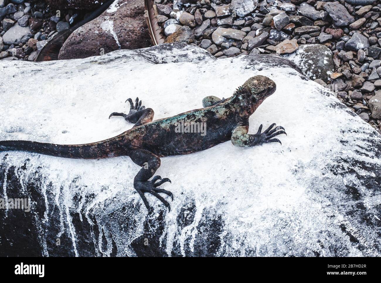 Animal droppings hi-res stock photography and images - Alamy