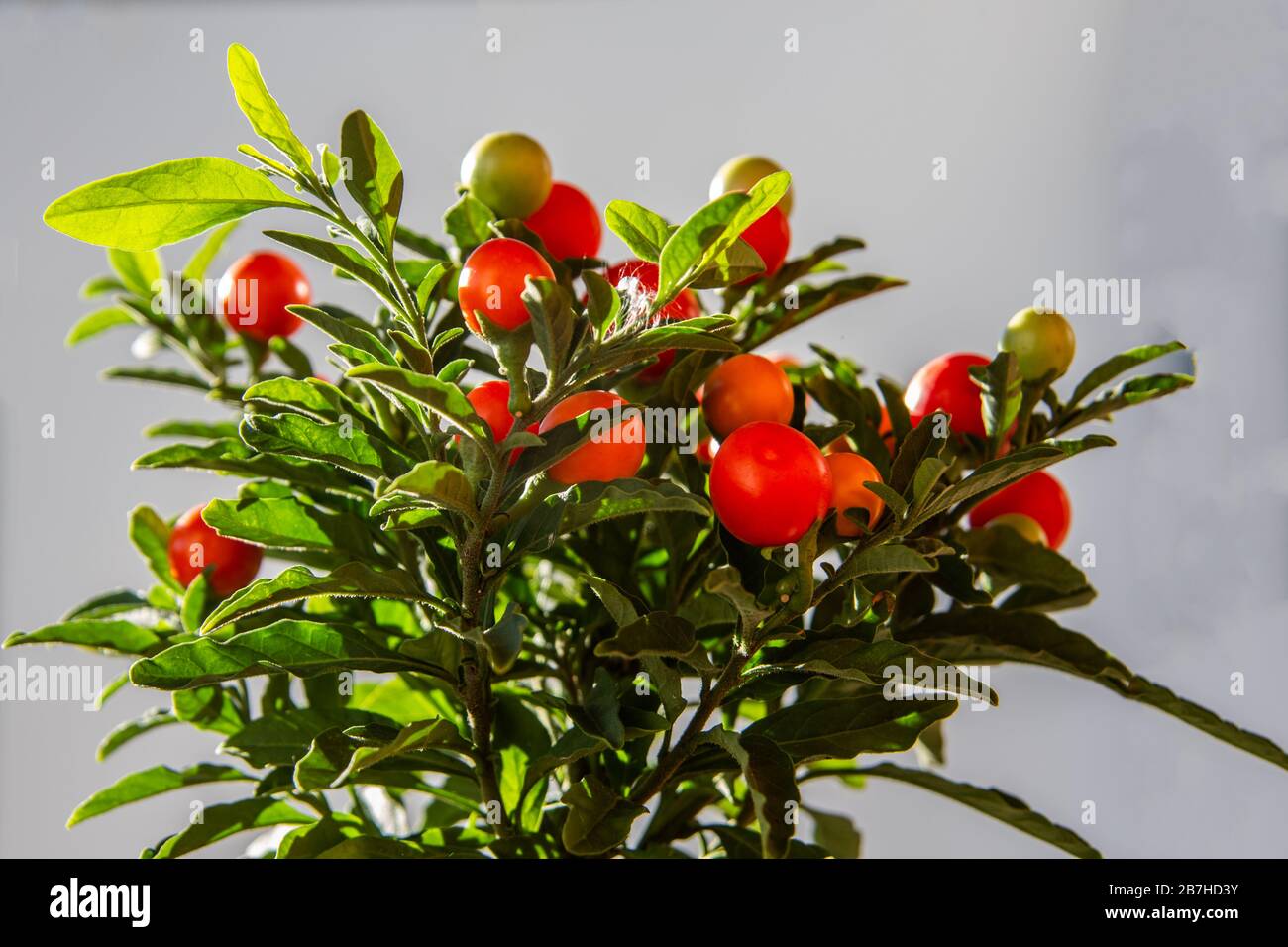 Coral trees with red fruits Stock Photo - Alamy