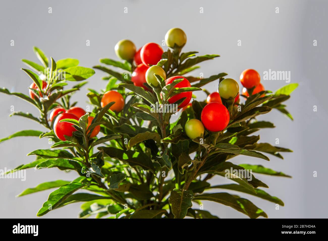 Coral trees with red fruits Stock Photo - Alamy