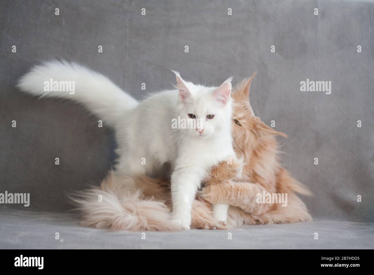 Two maine coon cats together, sand tabby one holding white kitty Stock ...