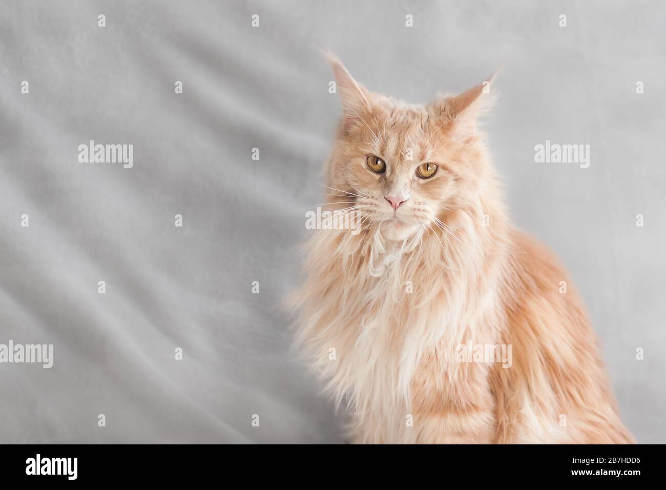 Sand tabby fluffy funny maine coon cat with a hair in her mouth, long ...