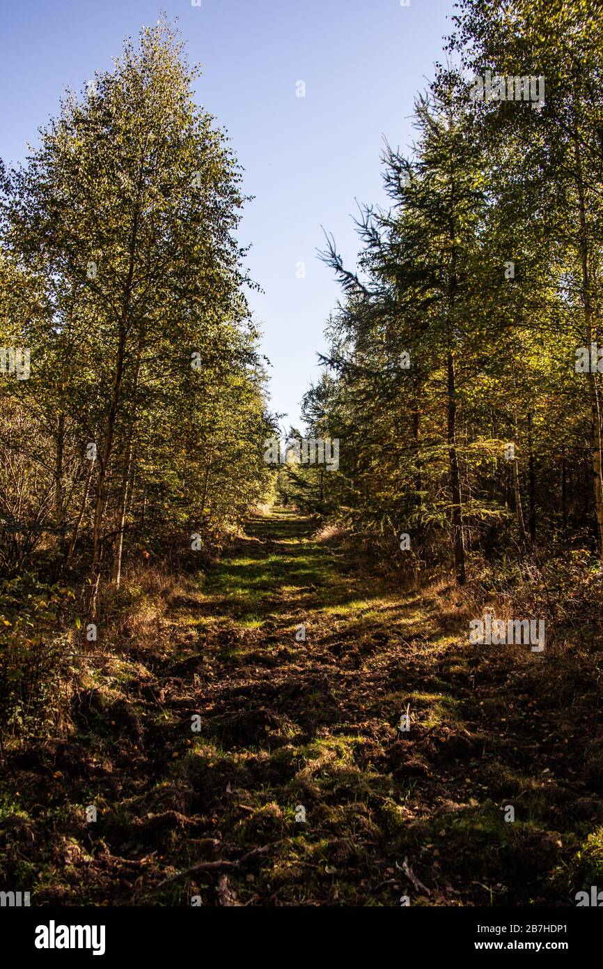colorful autumn forest with trees and paths Stock Photo - Alamy