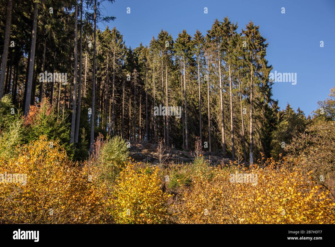 colorful autumn forest with trees and paths Stock Photo - Alamy