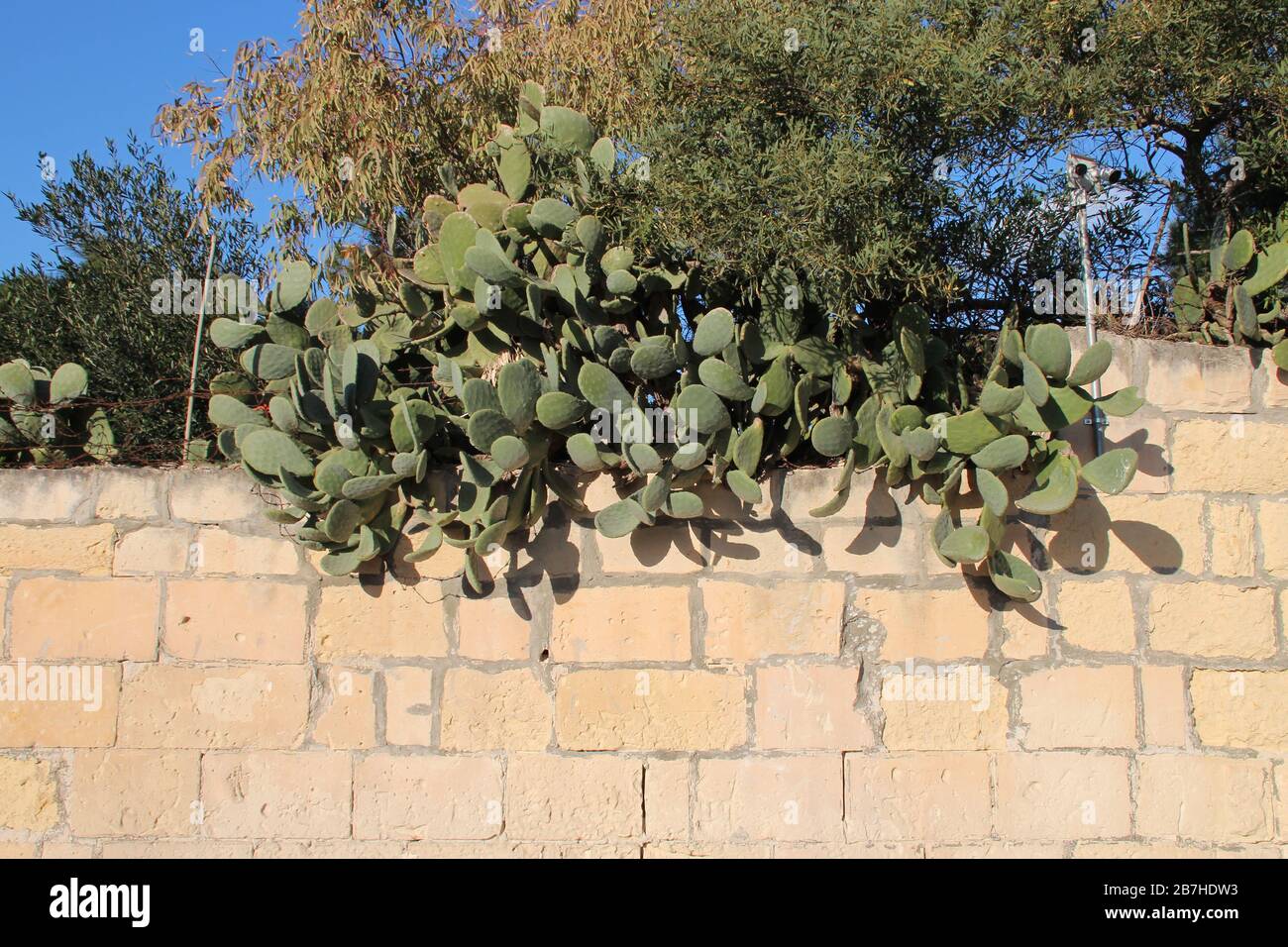 stone wall and cactus in vittoriosa (malta Stock Photo - Alamy