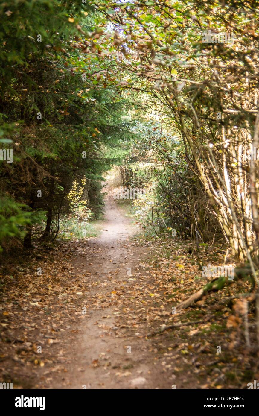 Hollow forest path overgrown with trees Stock Photo - Alamy