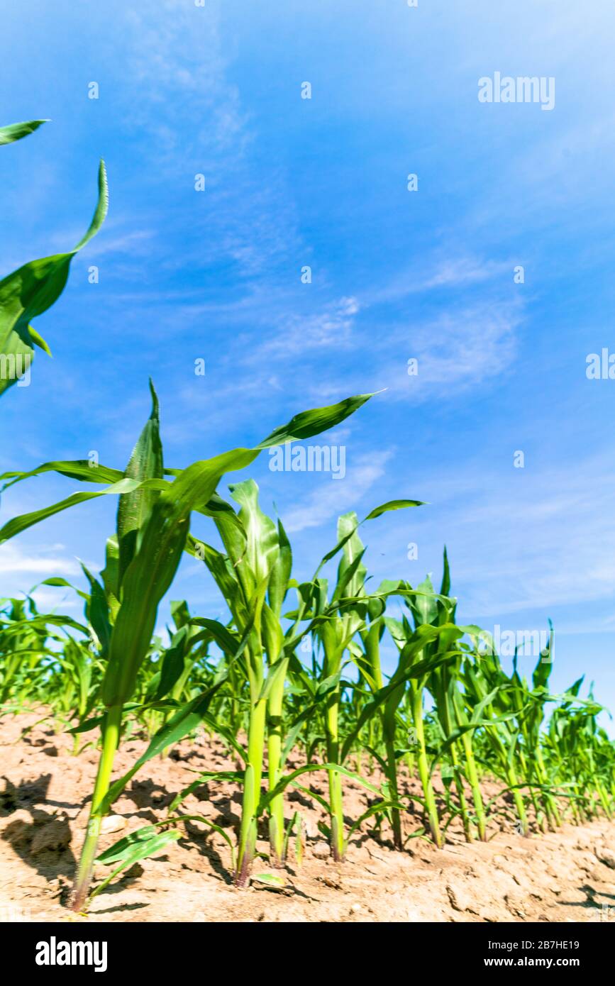 Agricultural field with corn seedlings Stock Photo - Alamy