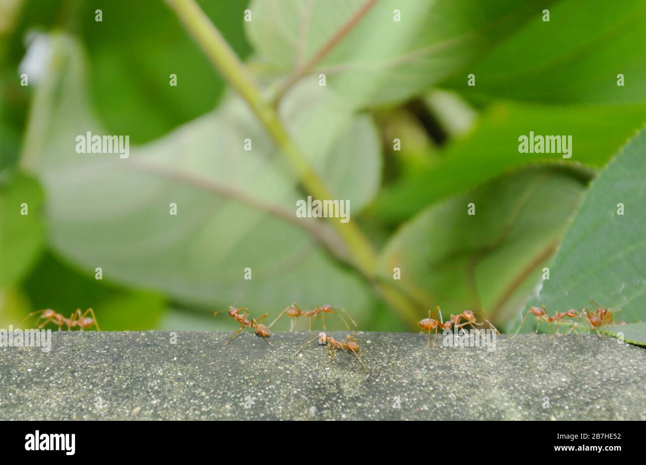 red ant walking on cement wall and communicated with tentacle Stock ...