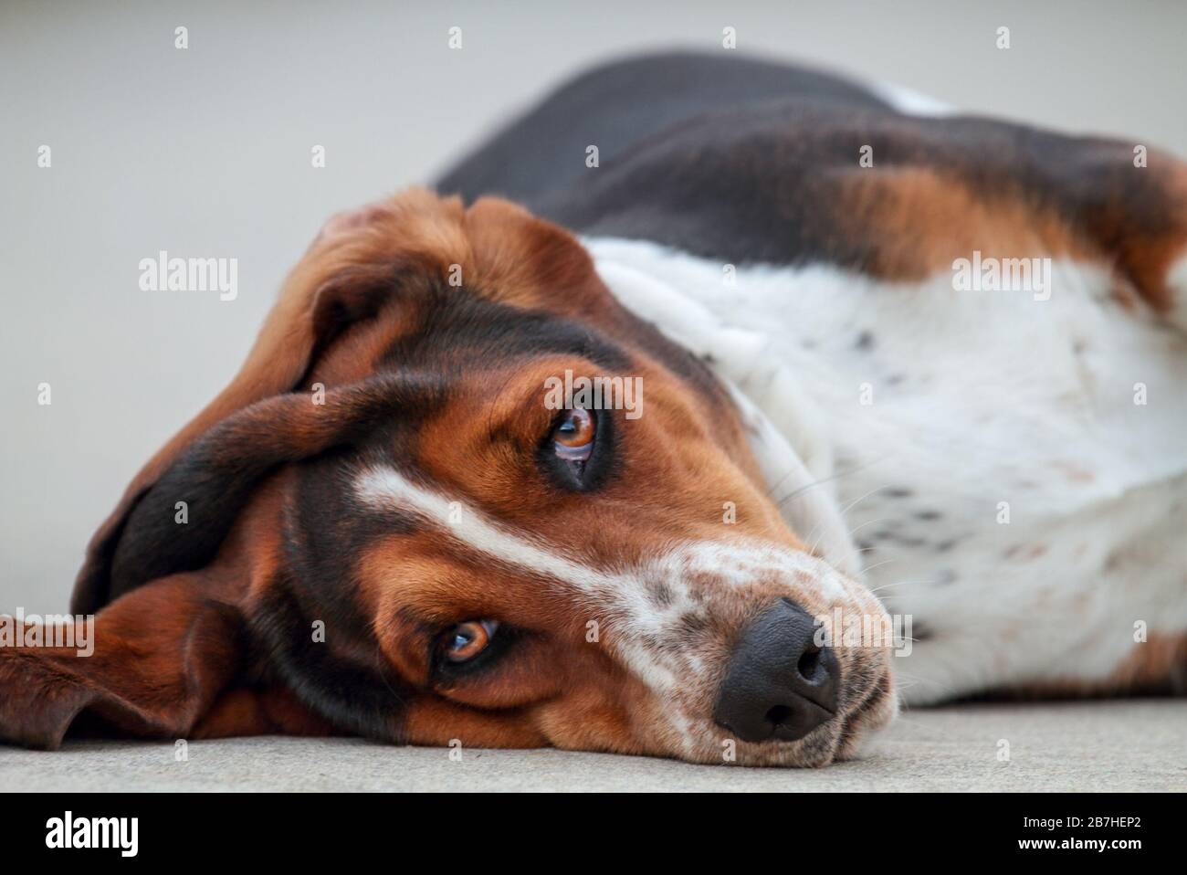 Tri color dog hi-res stock photography and images - Alamy