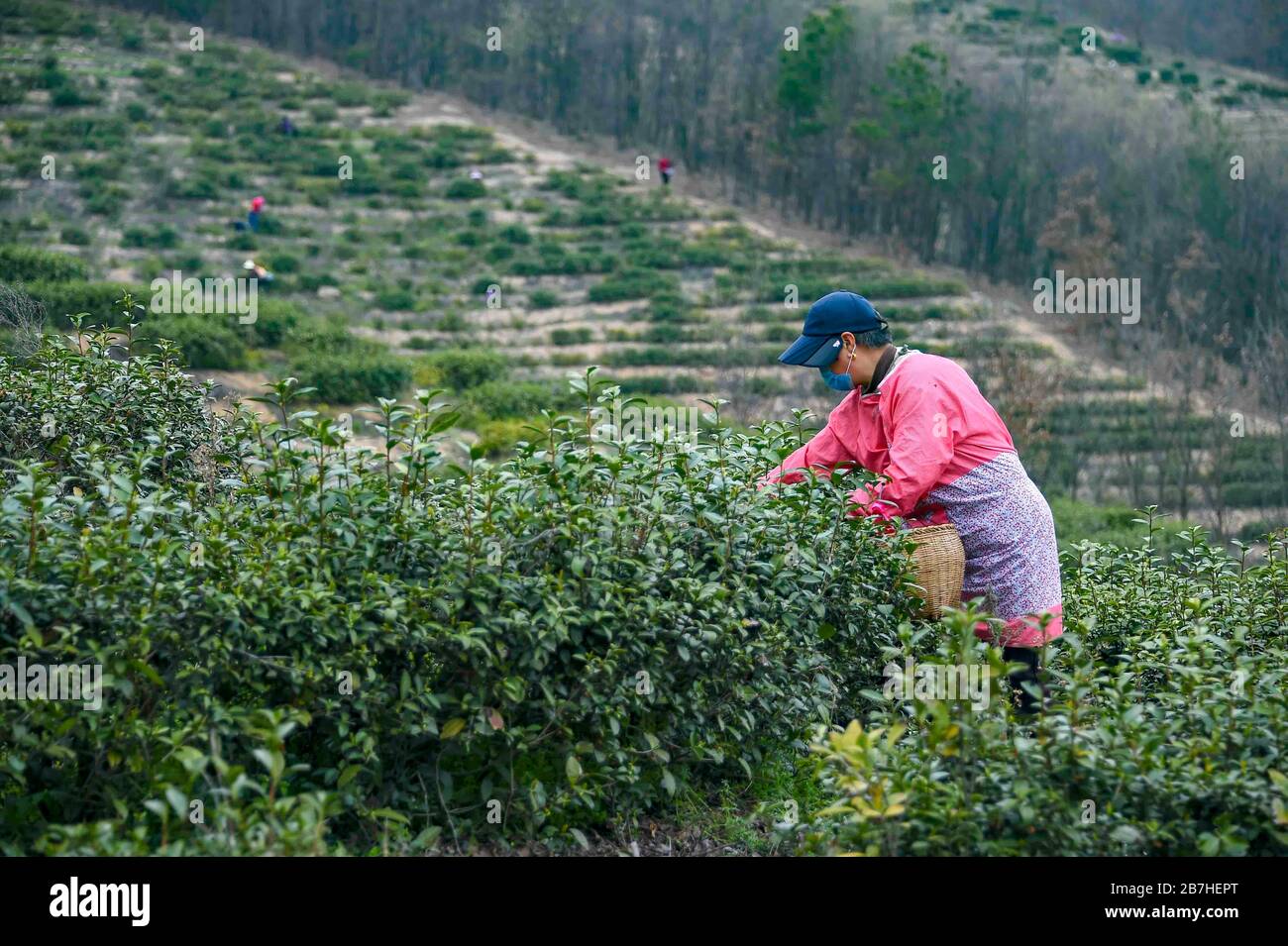Xiaogan, China's Hubei Province. 16th Mar, 2020. A tea worker picks tea ...