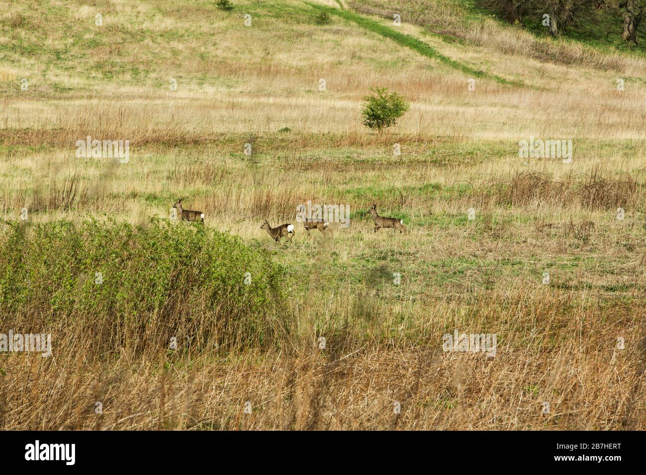 Roe deer stag hi-res stock photography and images - Alamy