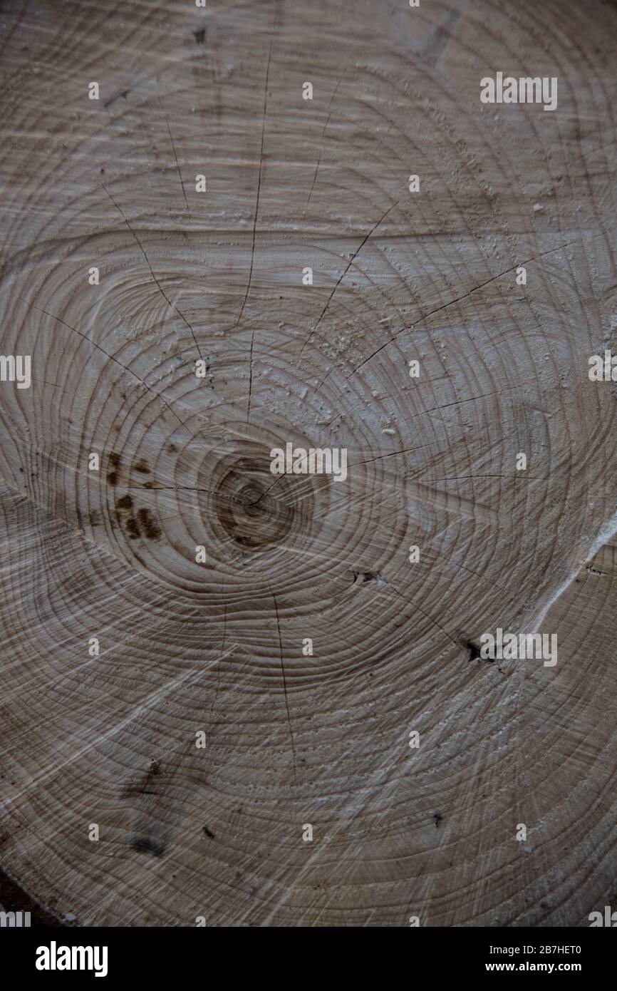 Tree slices with annual rings for growth Stock Photo - Alamy
