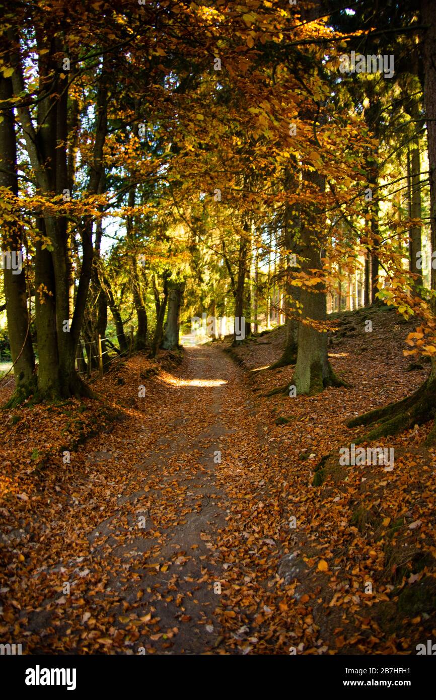 autumn forest with path Stock Photo - Alamy