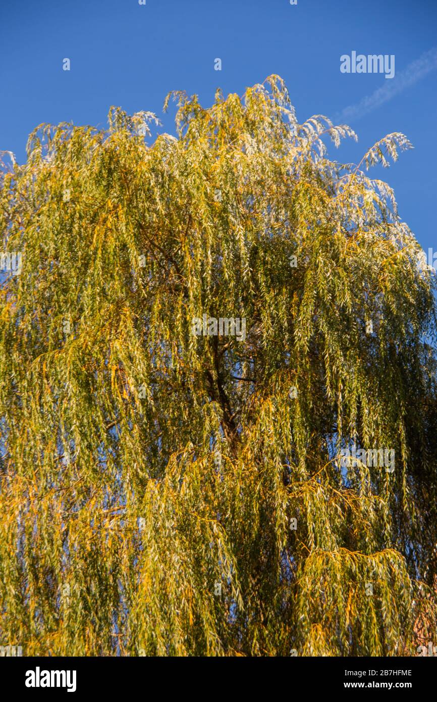 Alley of ash trees hi-res stock photography and images - Alamy
