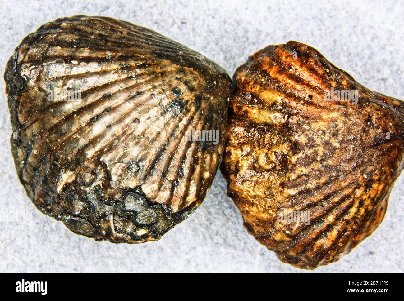 Millions of shells hi-res stock photography and images - Alamy