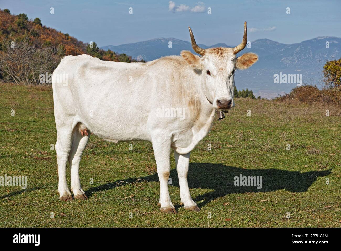 white cow in a mountain pasture Stock Photo - Alamy